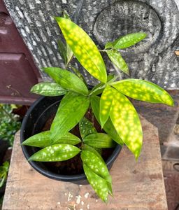 Home & Kitchen > Artificial Plants | Milky Bamboo Indoor/ Outdoor | Freeup