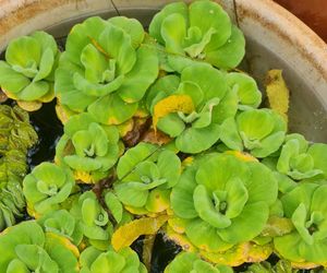 Home & Kitchen > Artificial Plants | Water Cabbage | Freeup