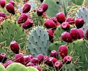 | Chappathi Kalli Pazham | Freeup