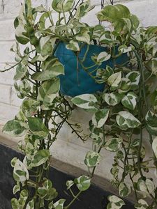 Home & Kitchen > Artificial Plants | Whole Plant Without Pot | Freeup