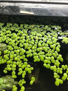 | Duck Weed Live Aquatic Plant For Aquarium | Freeup