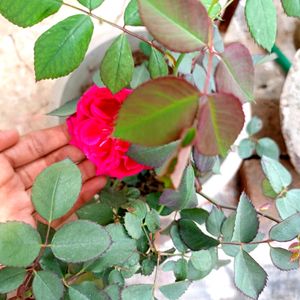 Home & Kitchen > Artificial Plants | Real Rose Plant Having So Many ...