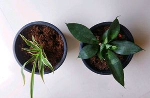 Home & Kitchen > Artificial Plants | Two indoor live plants without ...