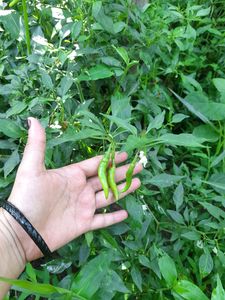 | Hybrid Mirchi Plant | Freeup