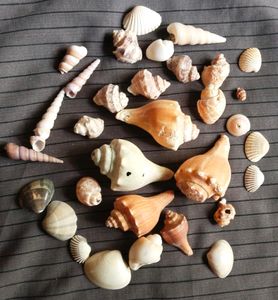 Collectibles | Original Sea Shells | Freeup