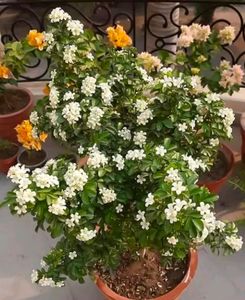 Home & Kitchen > Artificial Plants | Madhu Kamini Murraya Flower Plant ...
