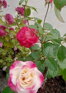 | Original Rose Plant | Freeup