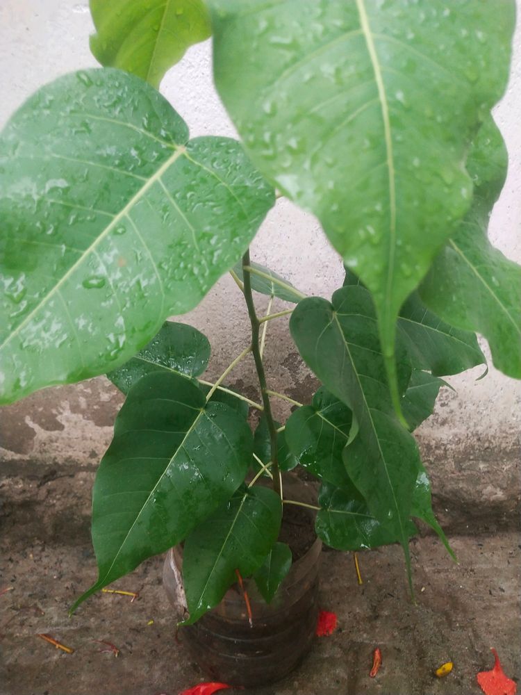 Home & Kitchen > Artificial Plants | Combo Of 2 Plant Pipal + Jamun ...