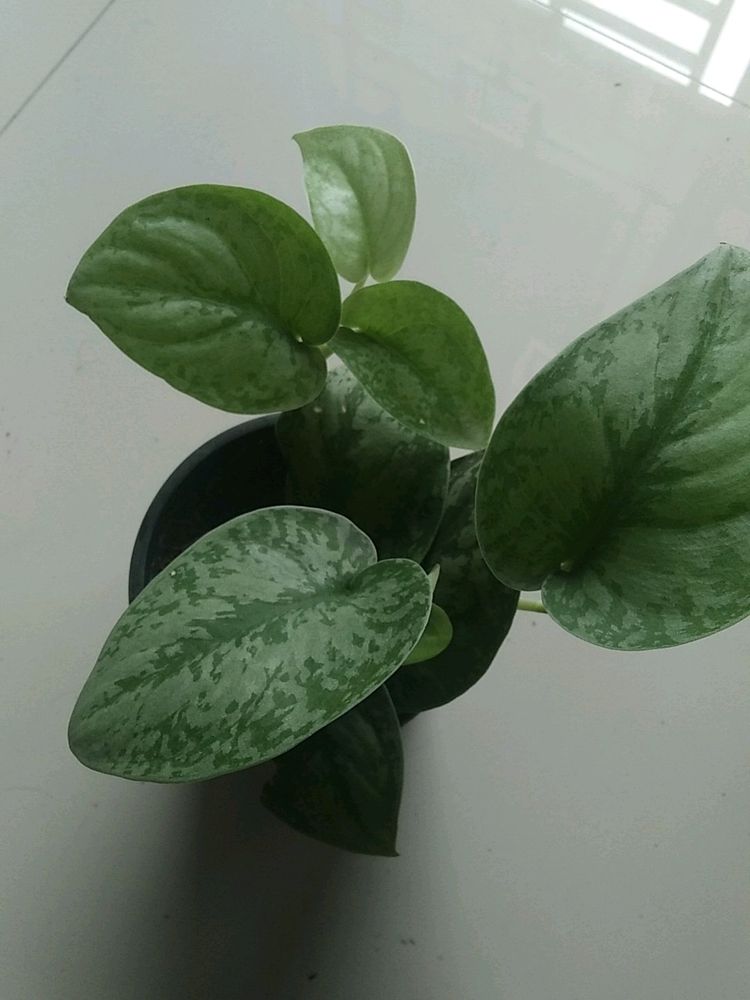 Artificial Plants | Satin Pathos Live Plant | Freeup