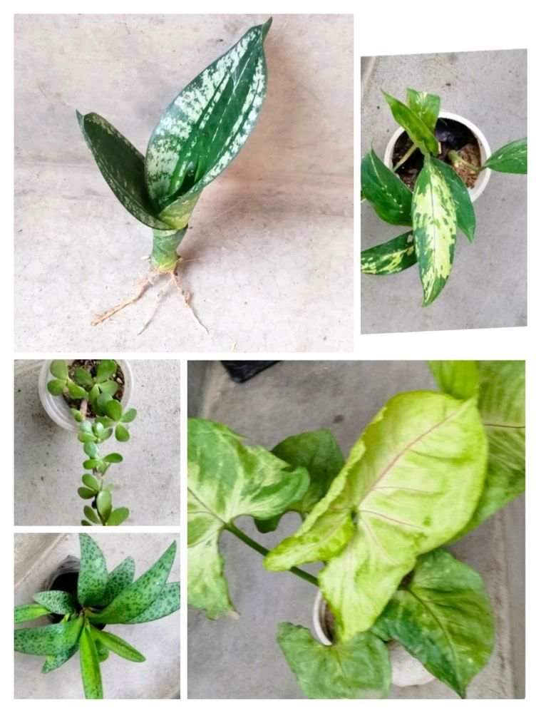 Home & Kitchen > Artificial Plants | Combo Plants | Freeup