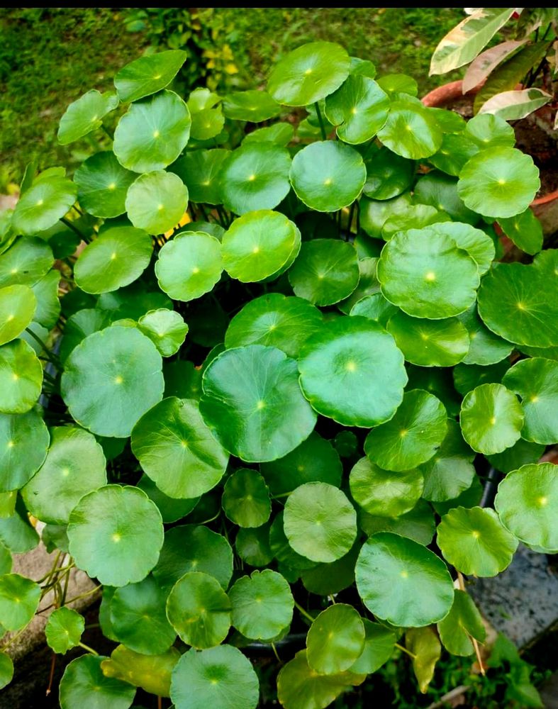 Home & Kitchen > Artificial Plants | Coin Plant | Freeup