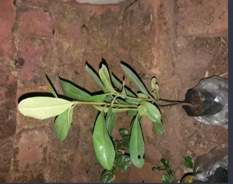 Home & Kitchen > Artificial Plants | Meet Masala Plant Is Called Star ...