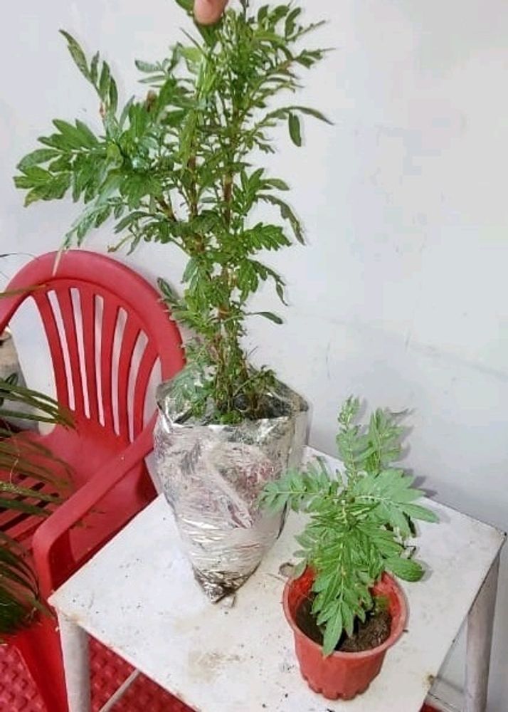 Home & Kitchen > Artificial Plants | Pack 2 Mare gold Plants🌵 | Freeup