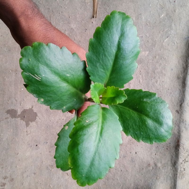 | SumitGreenrey Bryophyllum Pinnatum/ Patharchatta P | Freeup