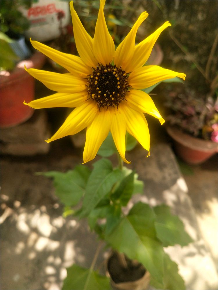 Home & Kitchen > Artificial Plants | Star Shine Sunflower Plant With ...