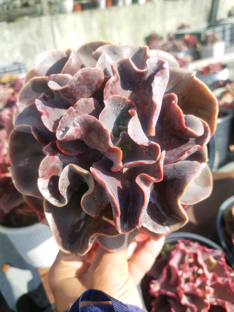 | Big Rare Frills Combo | Freeup