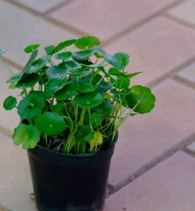 Home & Kitchen > Artificial Plants | Coin Plant With Black Pot | Freeup