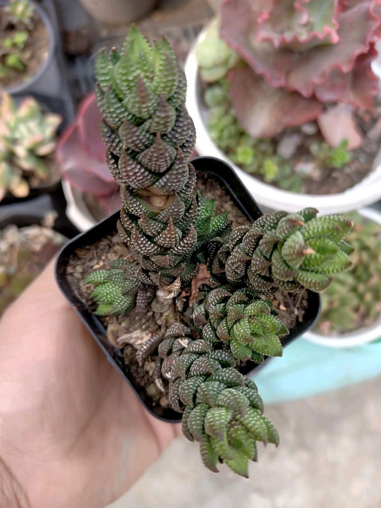 Home & Kitchen > Artificial Plants | Succulent Combo | Freeup