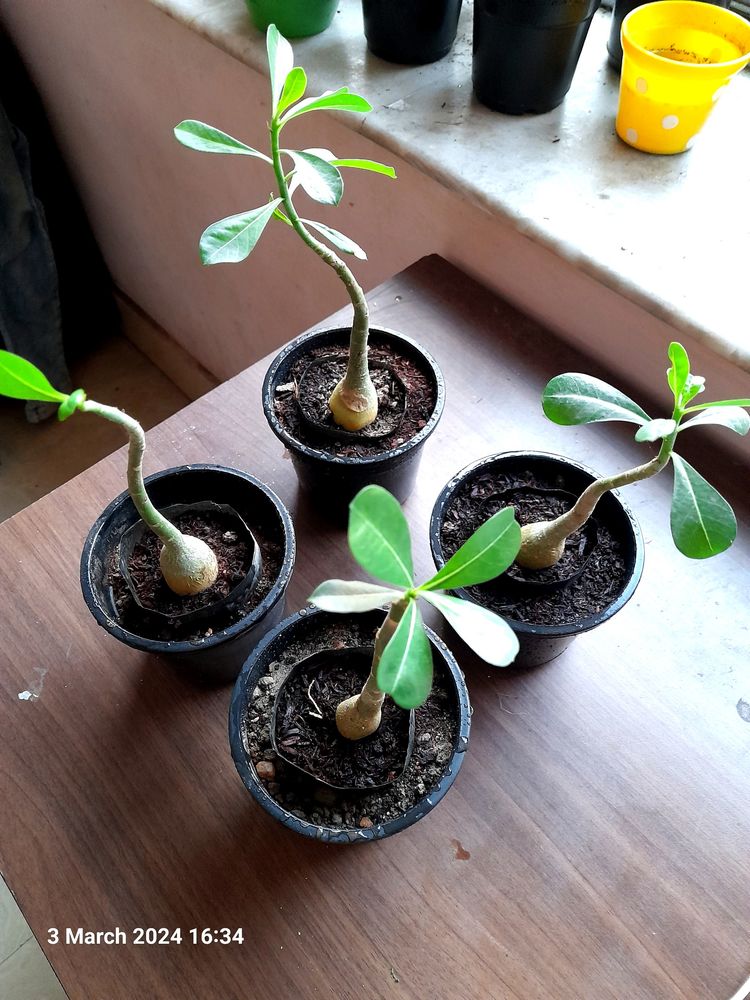 Home & Kitchen > Artificial Plants | 4 Adenium Saplings🌱 With Pot | Freeup