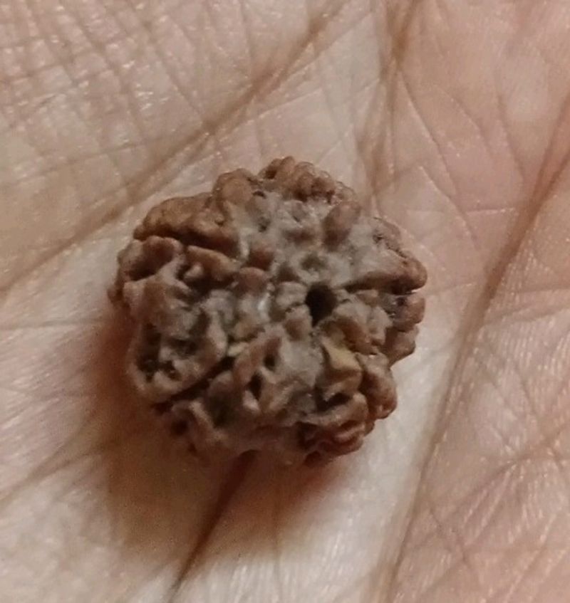 | Original 5 Faced RUDRAKSHA Pancha Mukhi Rudraksh | Freeup