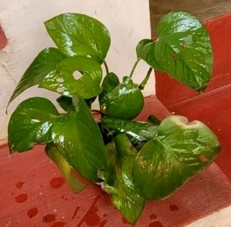 Home & Kitchen > Artificial Plants | Evergreen Money Plant | Freeup