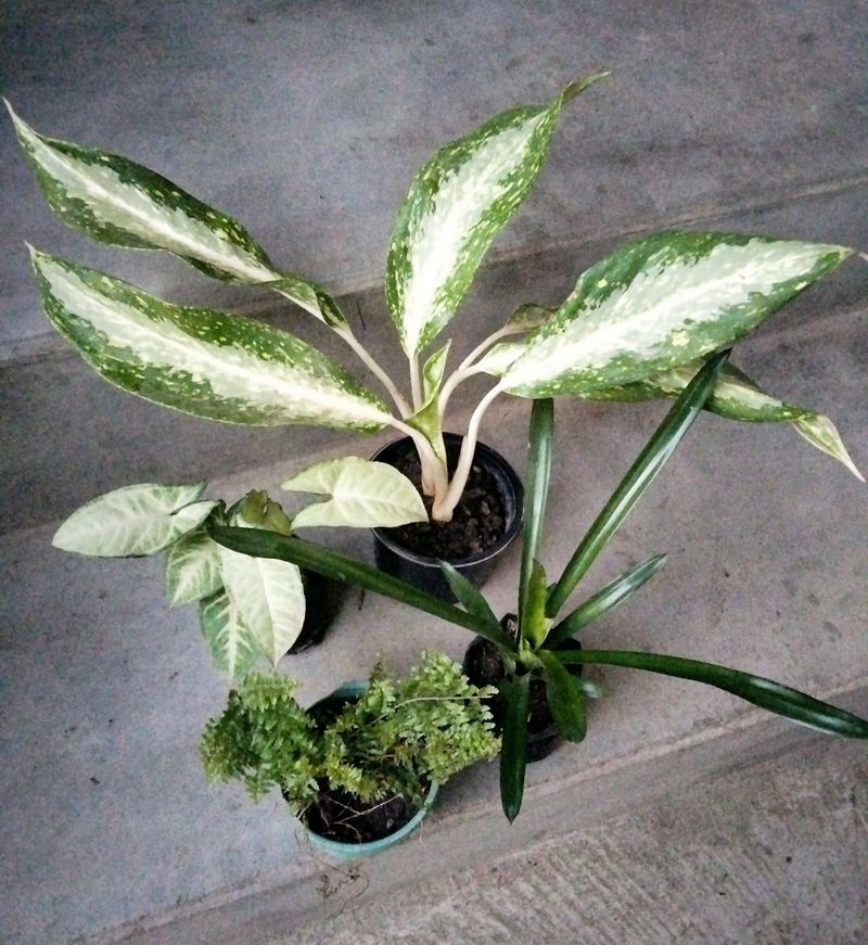 Home & Kitchen > Artificial Plants | Combo Plant | Freeup