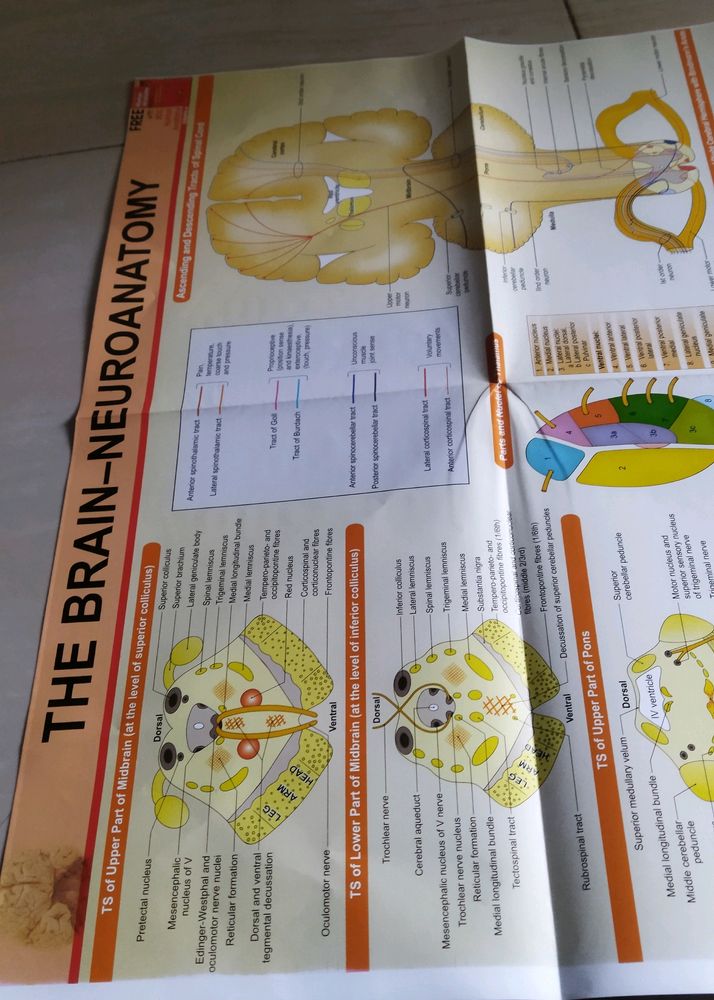 | Neuroanatomy Chart. | Freeup